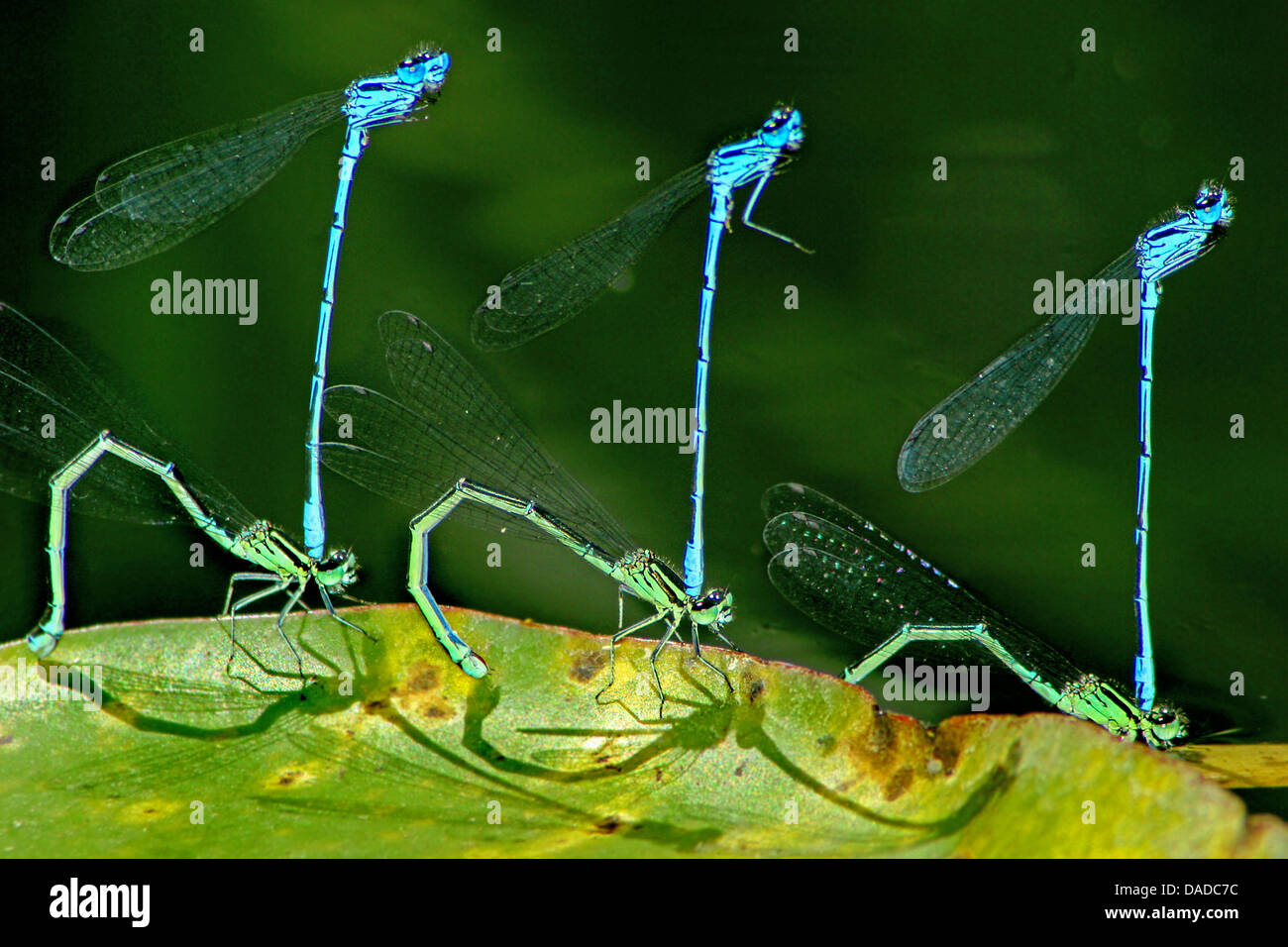 Damselflies laying eggs in water hi-res stock photography and images - Alamy