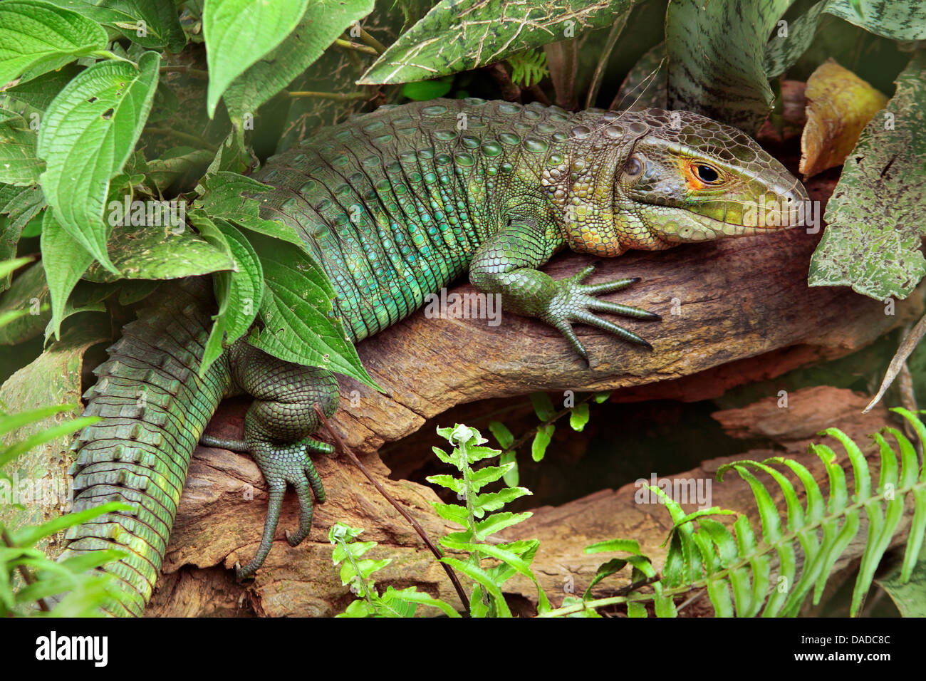 caiman lizard (Dracaena guianensis), lying on a branch, Brazil Stock ...