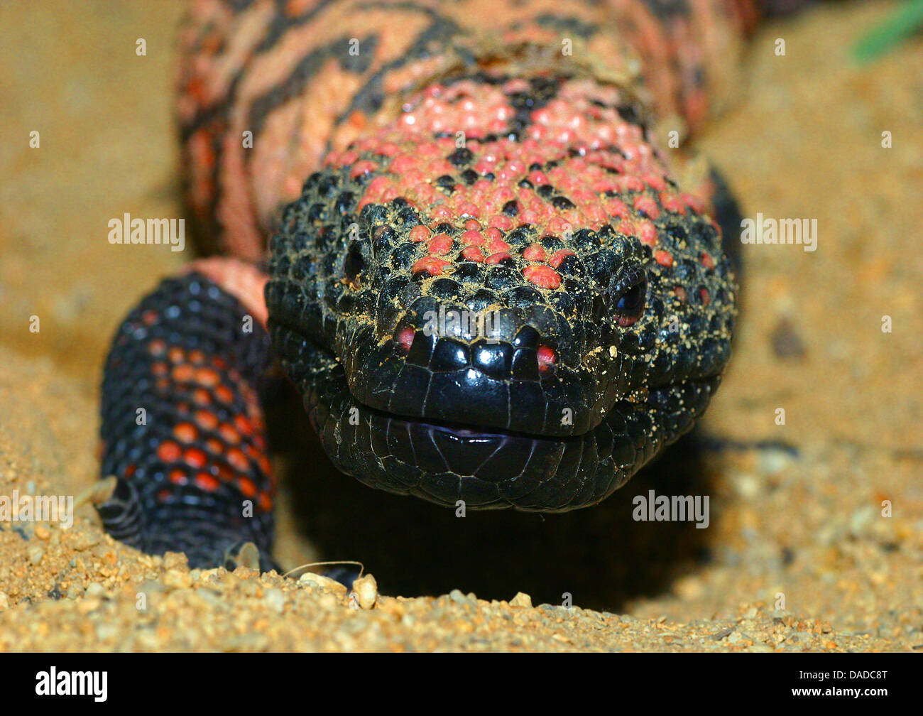 Helodermatidae hi-res stock photography and images - Alamy