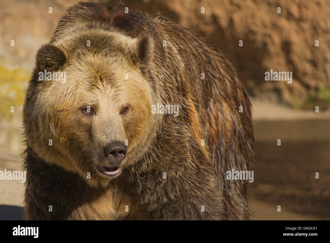 Grizzly bear walking Stock Photo - Alamy