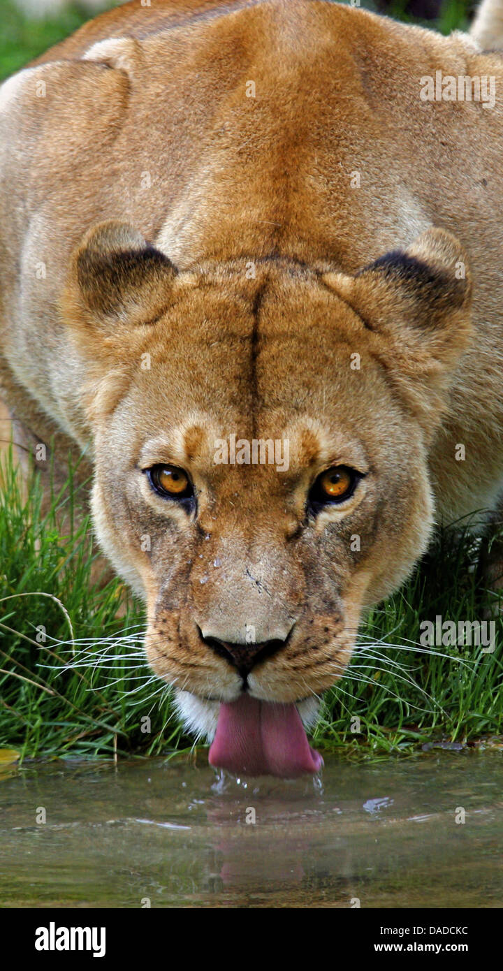 Female lions drinks from waterhole hi-res stock photography and images ...