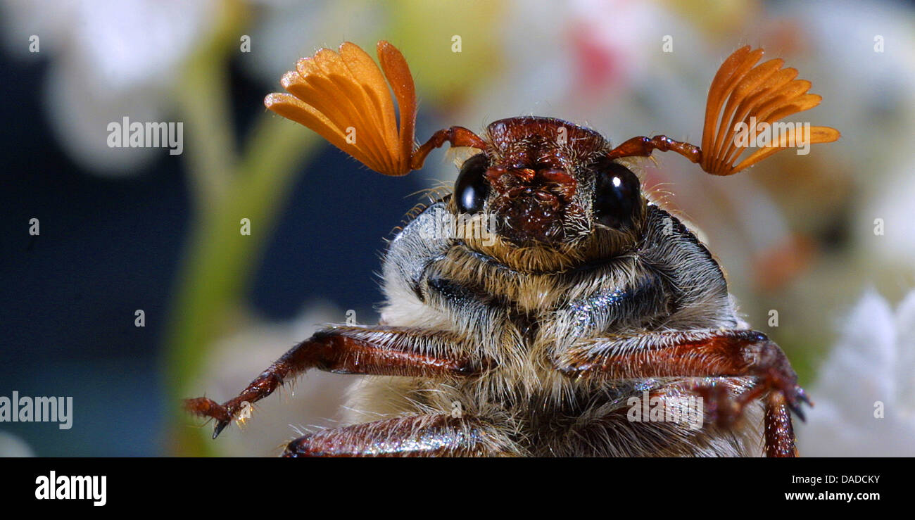 common cockchafer, maybug (Melolontha melolontha), portrait, Germany ...