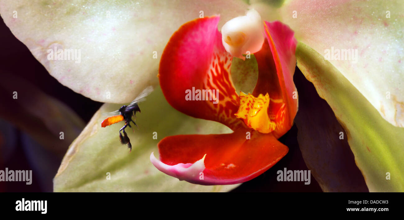 Moth orchid (Phalaenopsis-Hybride), insect approaching flower Stock ...