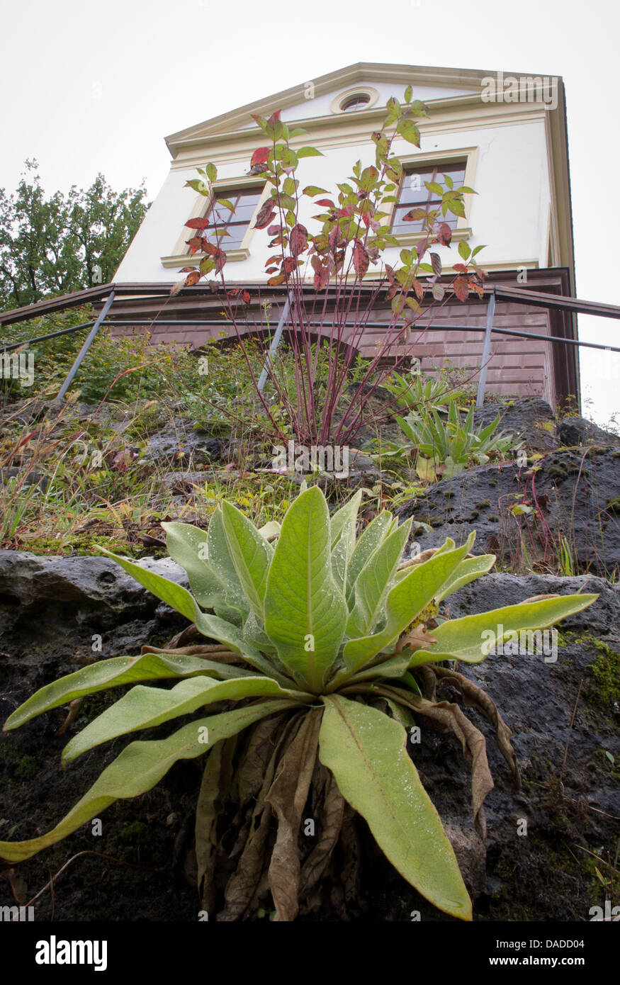 The Roman House is seen in the Ilmpark in Weimar, Germany, 12 October ...