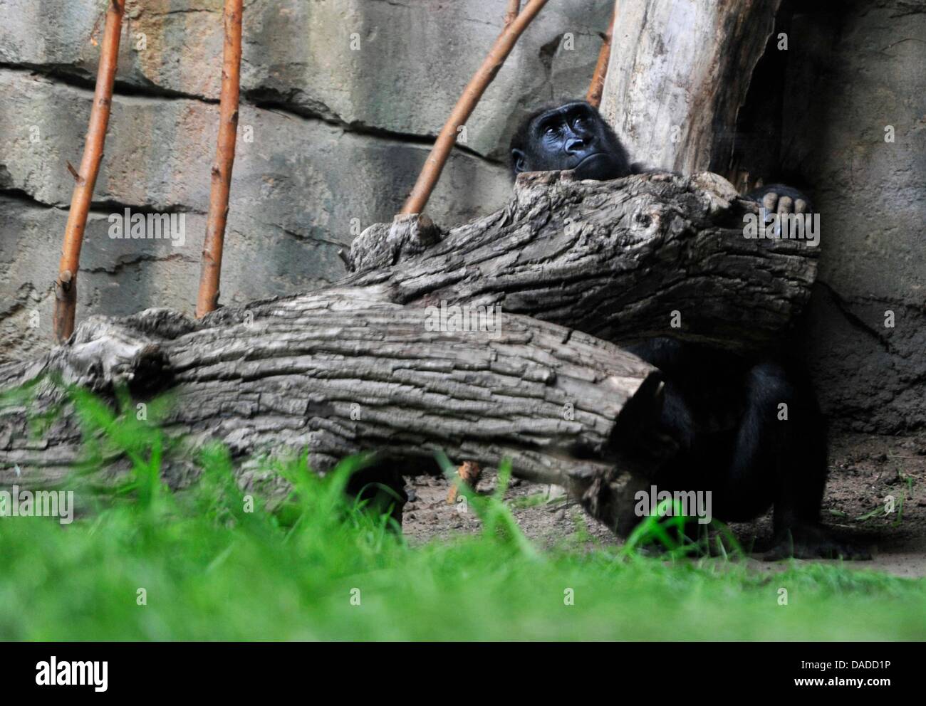 The female gorilla Shira is seen behind a glass window at the zoo in ...