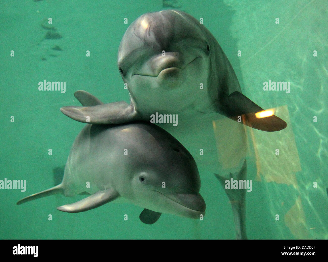 The small bottlenose dolphin offspring Doerte, almost two months old ...