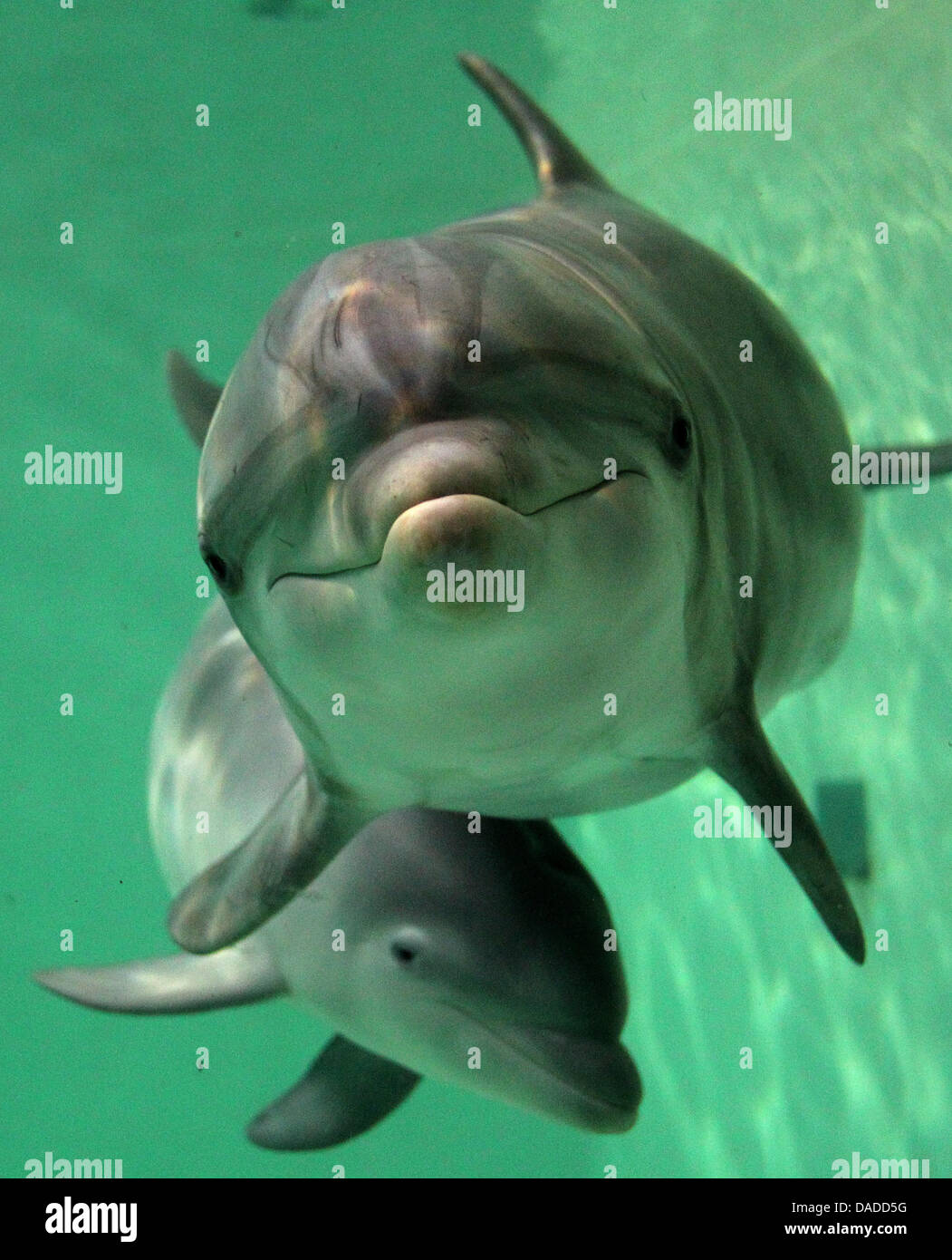 The small bottlenose dolphin offspring Doerte, almost two months old ...