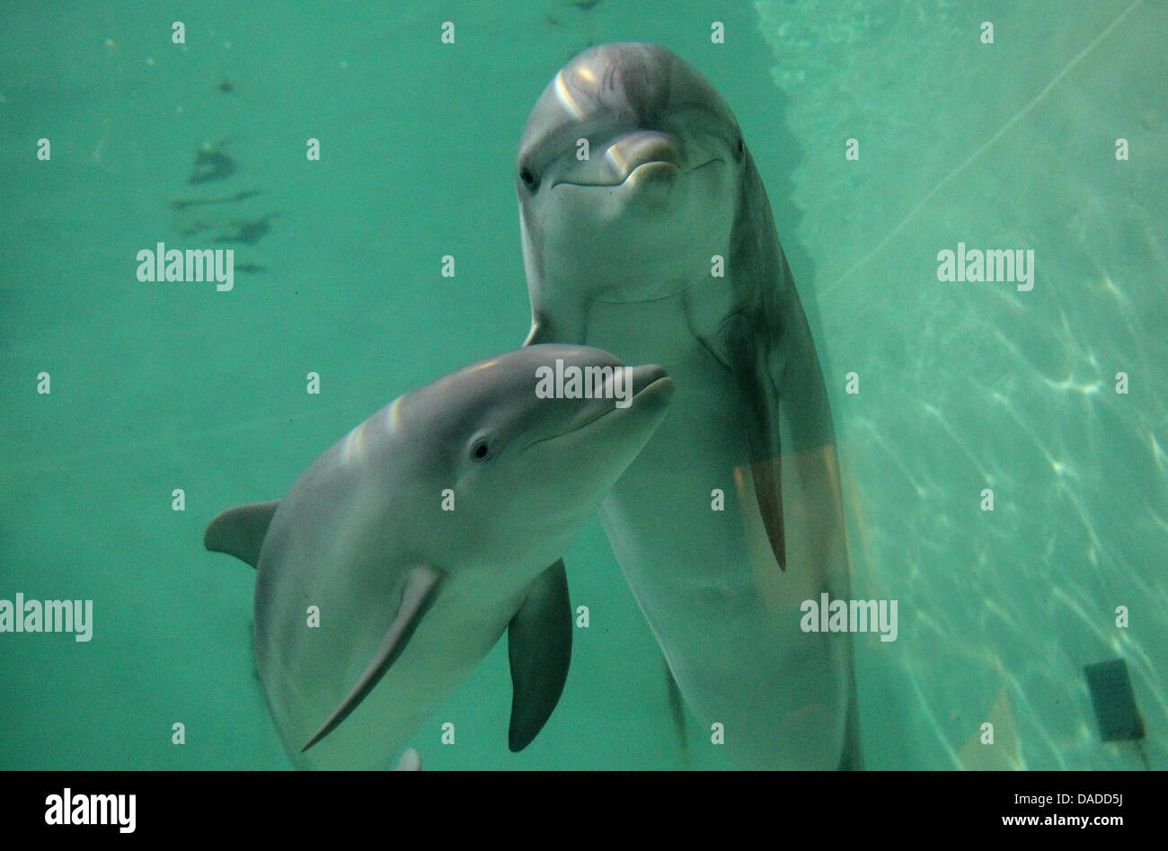 Mutter und baby delfin hi-res stock photography and images - Alamy