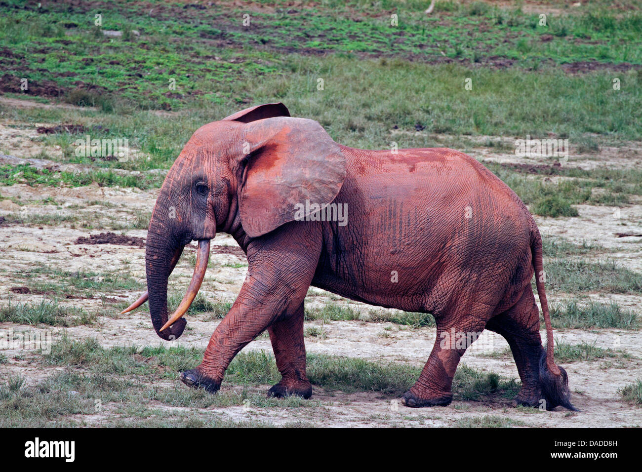 Bull with red mud on its skin hi-res stock photography and images - Alamy