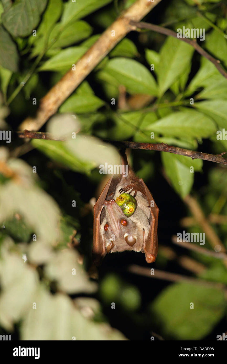 Peters's dwarf epauletted fruit bat, Dwarf epauleted bat (Micropteropus ...