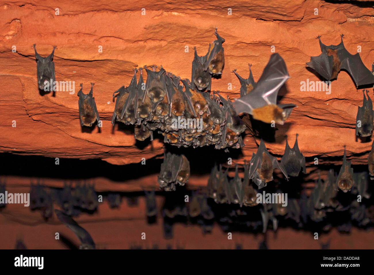 Noack's Roundleaf Bat (Hipposideros ruber), in a cave near Bai Hokou ...
