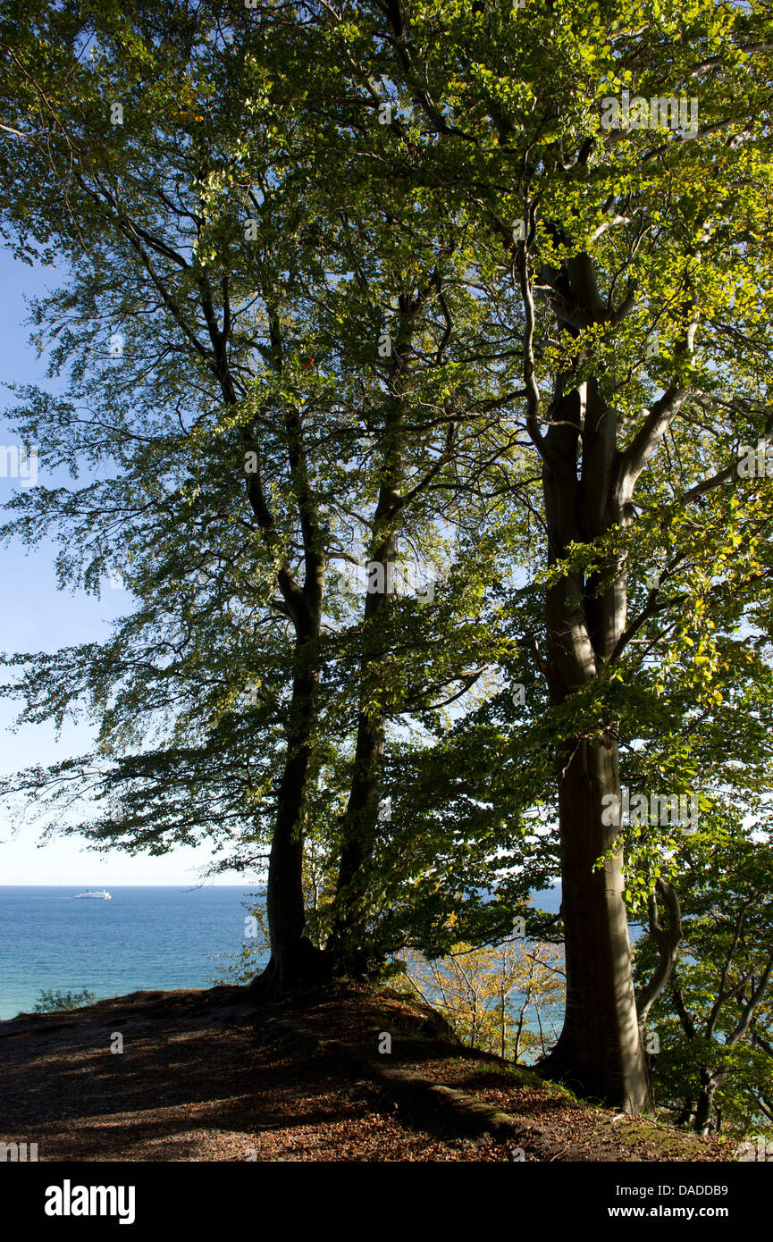 Birch trees stand on the chalk cliffs in Jasmund National Park on Rugia ...
