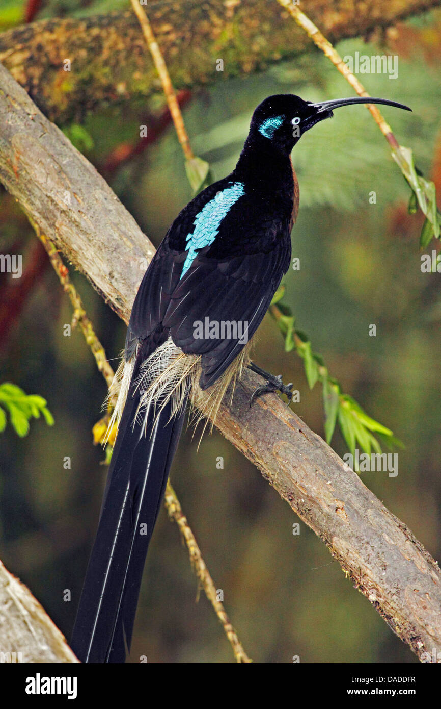 brown sicklebill (Epimachus meyeri), male sitting on a twig, Papua New ...