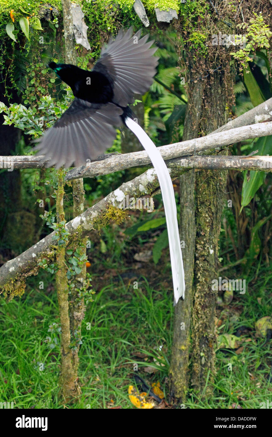 Ribbon Tailed Bird Of Paradise