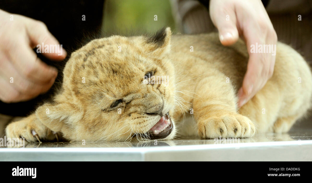 Five-week-old lion cub Nala is fairly calm during a routine examination ...