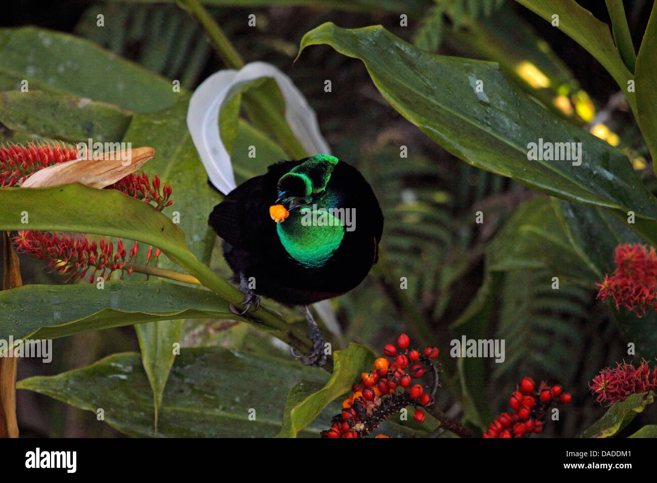 Ribbon-tailed bird of paradise (Astrapia mayeri), male with berry in ...