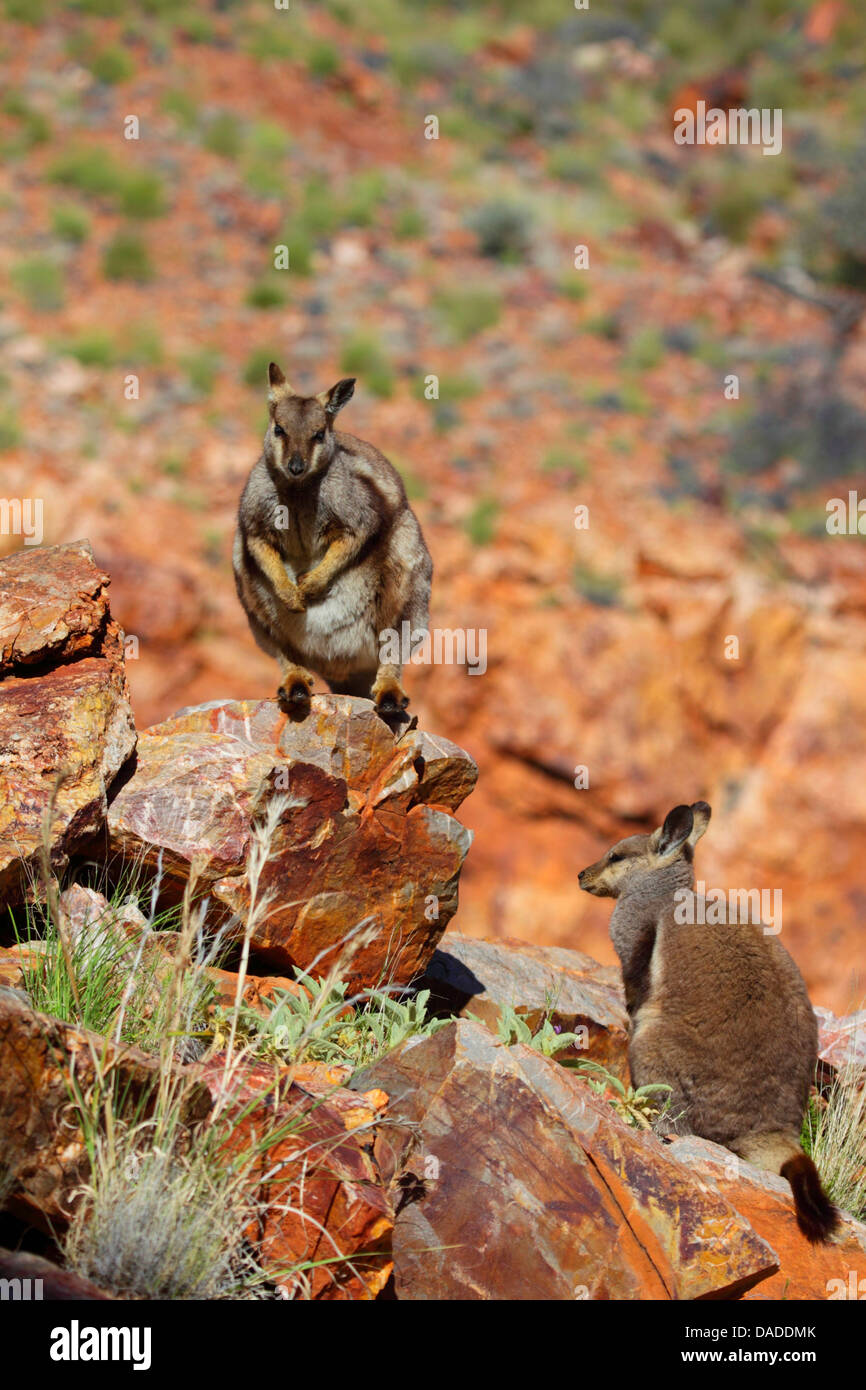 Two rocks western australia hi-res stock photography and images - Alamy