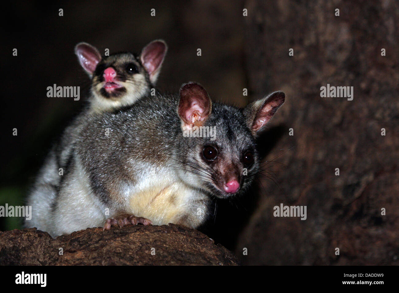 Brushtail possum trichosurus vulpecula hi-res stock photography and ...