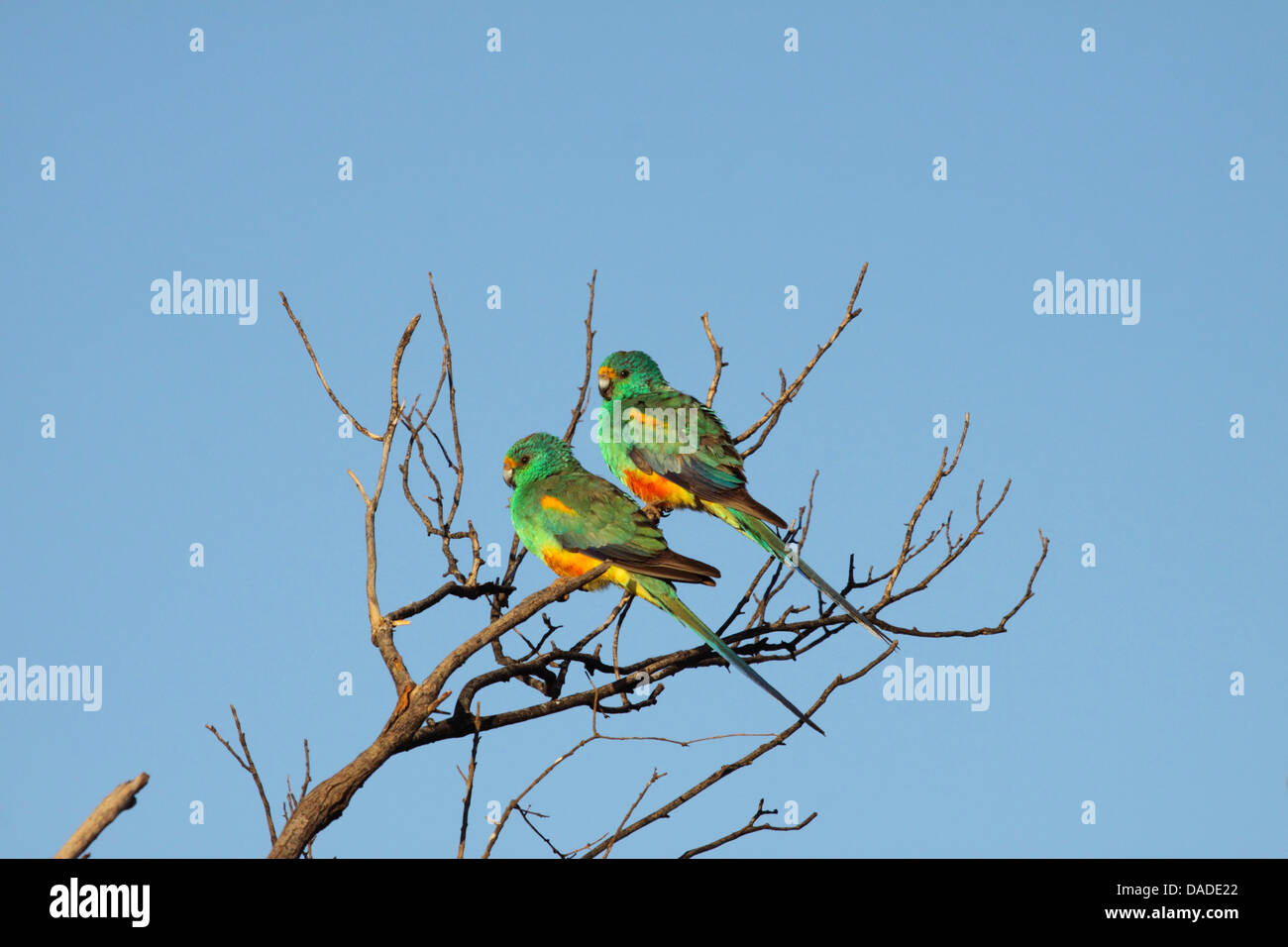 Mulga parrot hi-res stock photography and images - Alamy