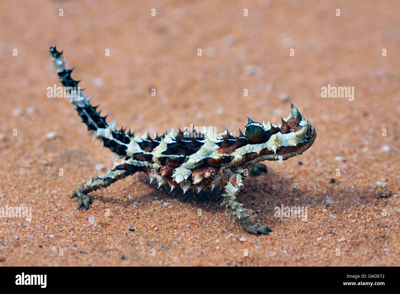 Australian Spiny Lizard