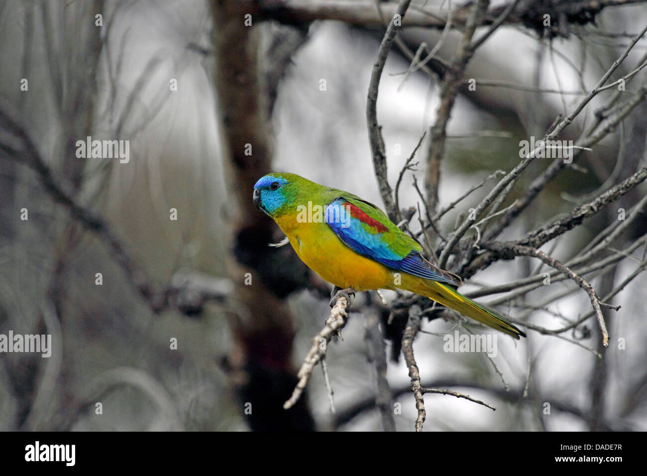 Turquoise parrot (Neophema pulchella), sitting on a branch, Australia ...
