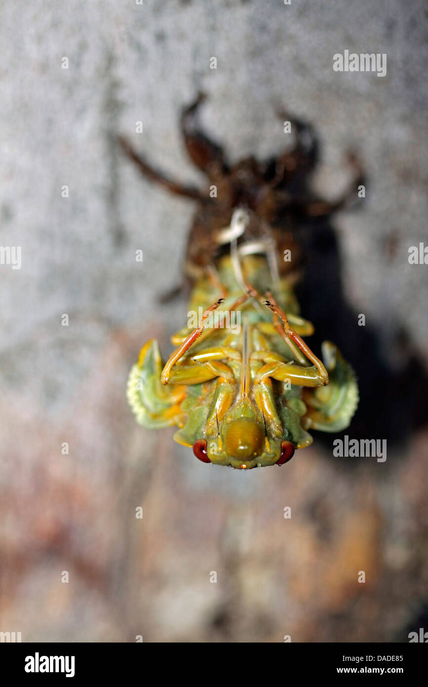 Green Grocer Cicada, Green Grocer (Cyclochila australasiae), hatching ...