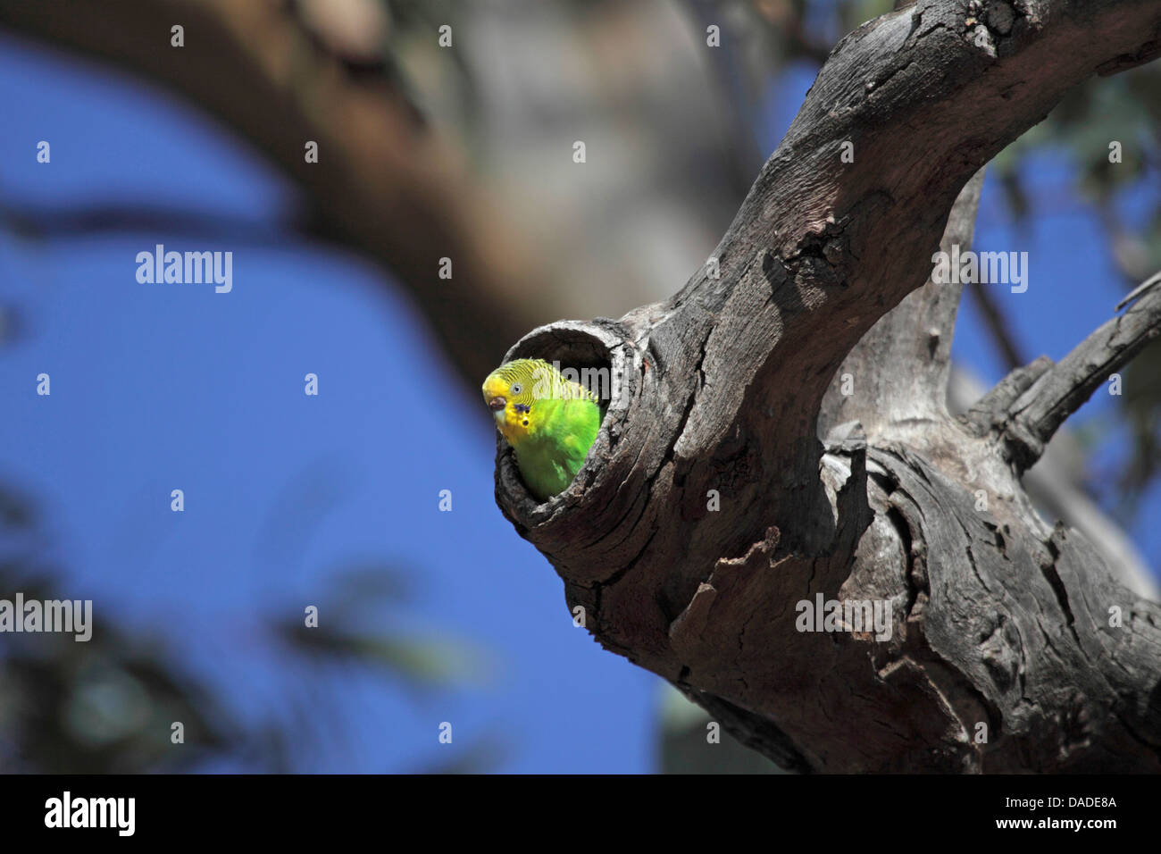 Budgie Nest