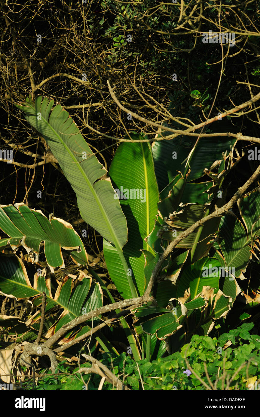 Wild banana tree hi-res stock photography and images - Alamy