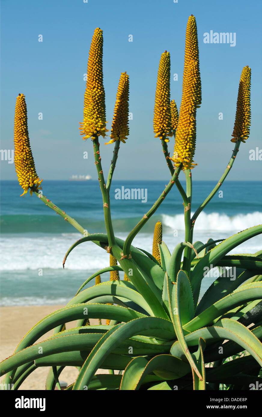 Indian aloe hi-res stock photography and images - Alamy