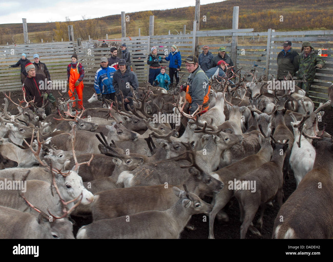A group of Sami people leads a herd of reindeers through a gate in the ...