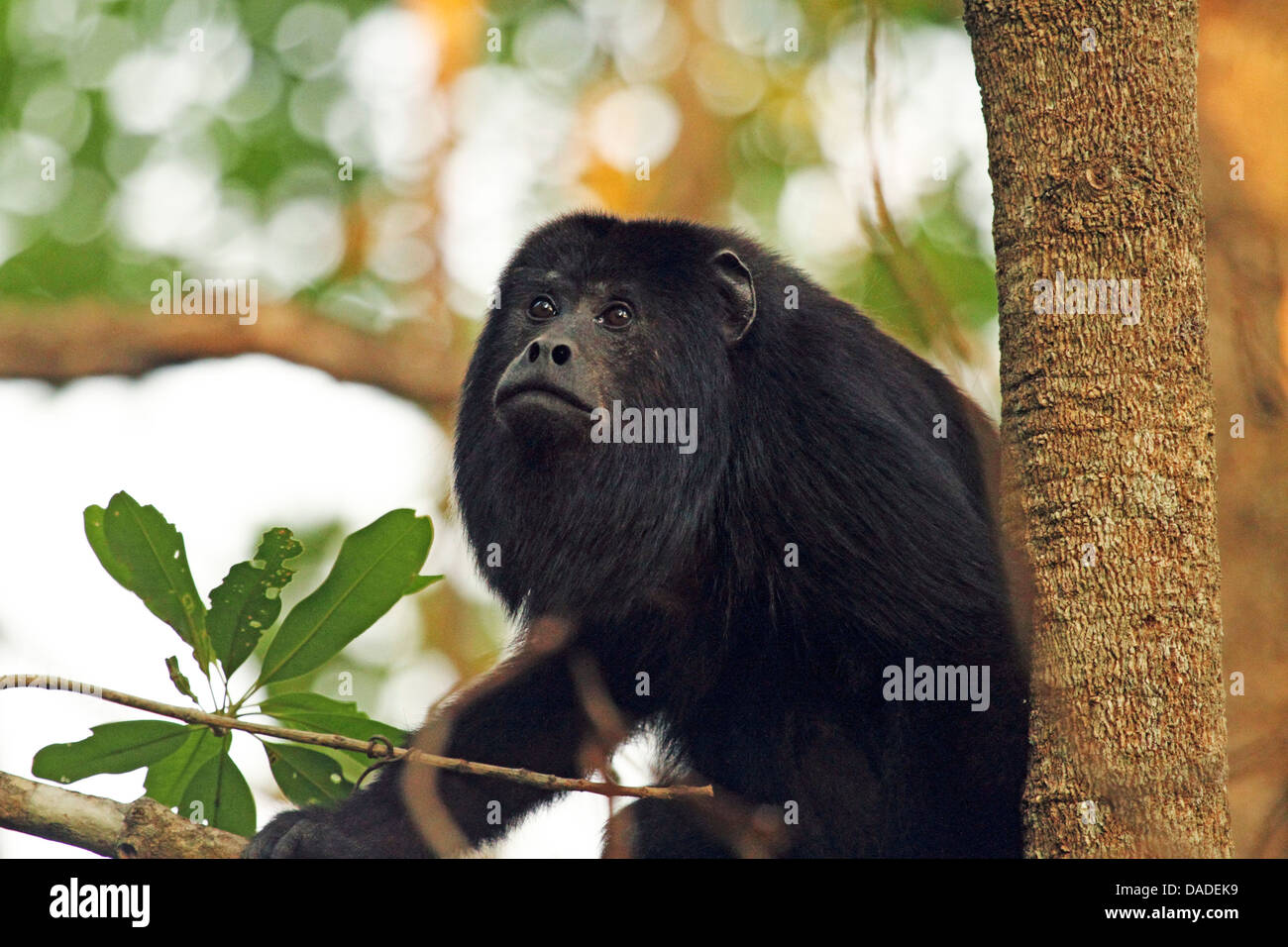 Black Howler Monkey (Alouatta caraya), male on a tree in evening light ...