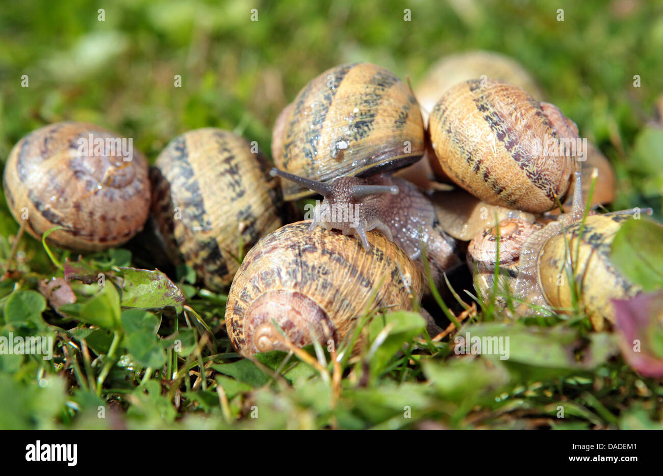 Grapevine snails crawl across a meadow on a snail farm in Hermerode ...
