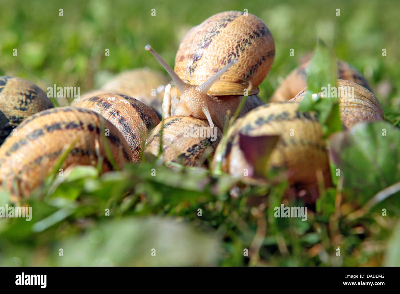 Grapevine snails crawl across a meadow on a snail farm in Hermerode ...