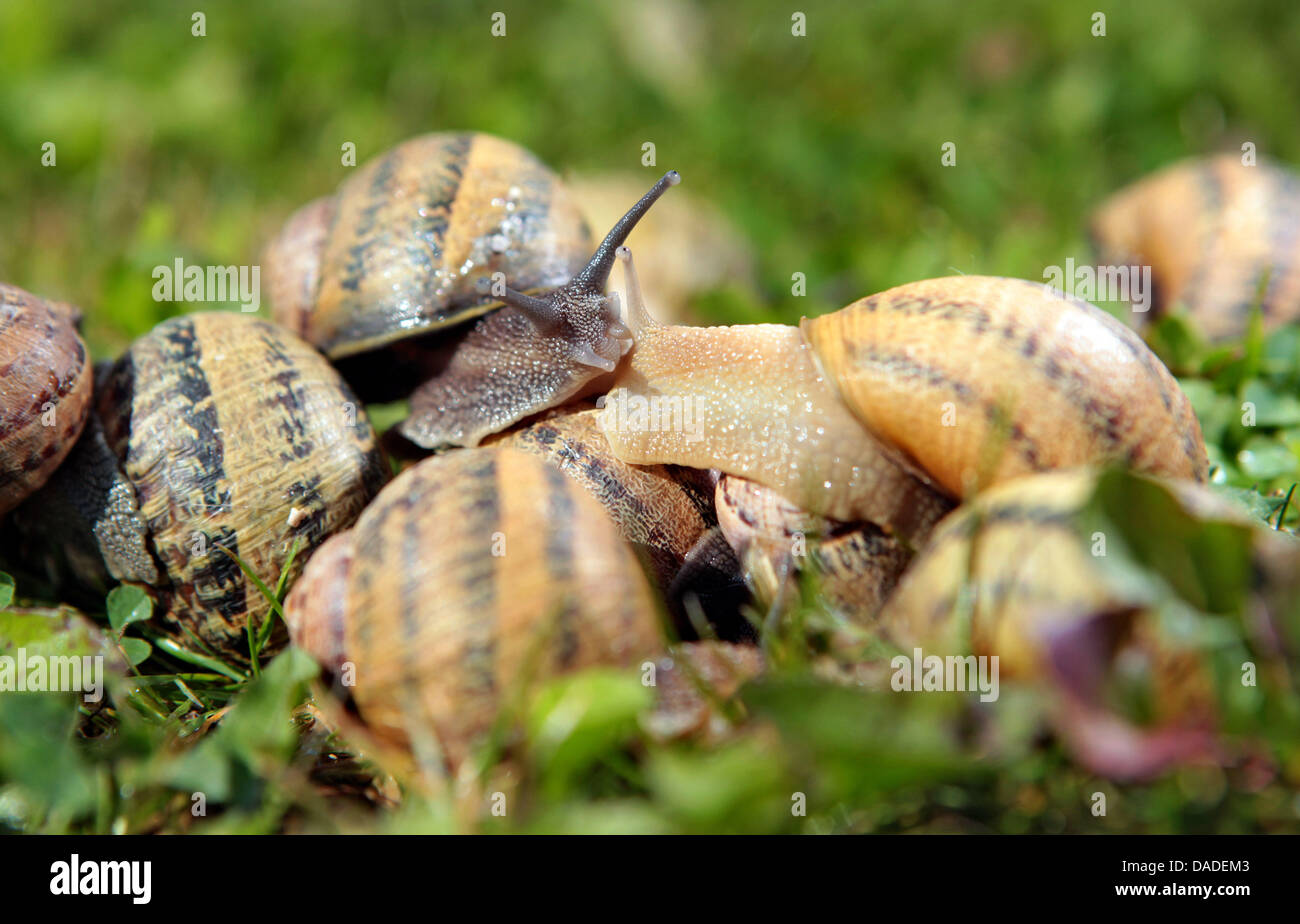 Grapevine snails crawl across a meadow on a snail farm in Hermerode ...