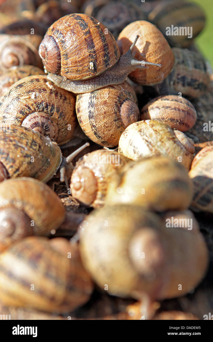 Grapevine snails crawl across a meadow on a snail farm in Hermerode ...