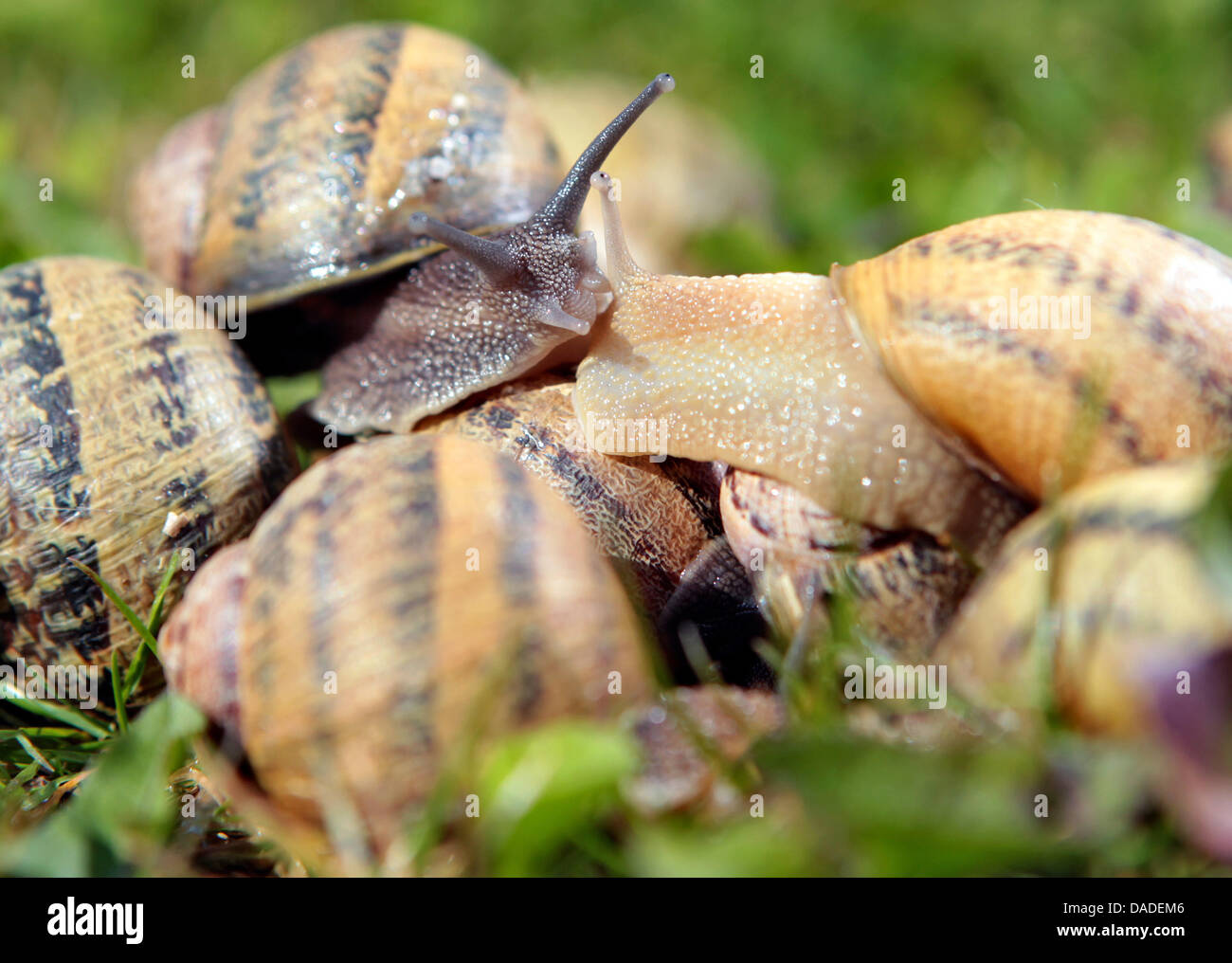 Grapevine snails crawl across a meadow on a snail farm in Hermerode ...