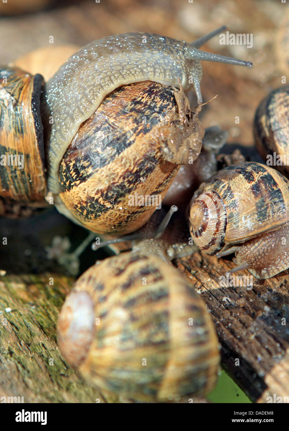 Grapevine snails crawl across a meadow on a snail farm in Hermerode ...