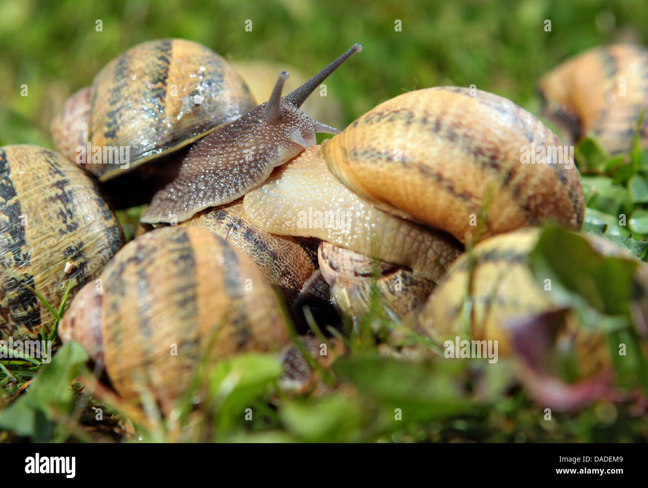 Grapevine snails crawl across a meadow on a snail farm in Hermerode ...