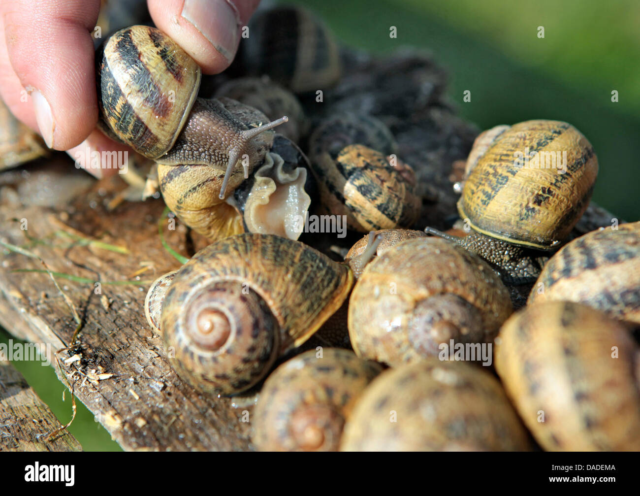 Grapevine snails crawl across a meadow on a snail farm in Hermerode ...