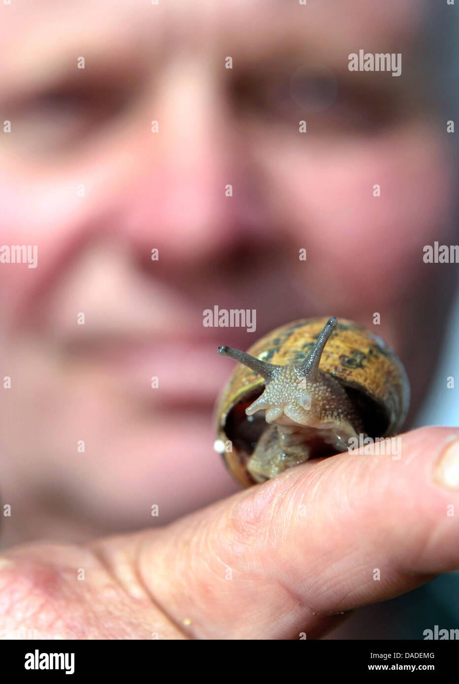 Grapevine snail breeder Hein Strache examines a grapevine snail on his ...