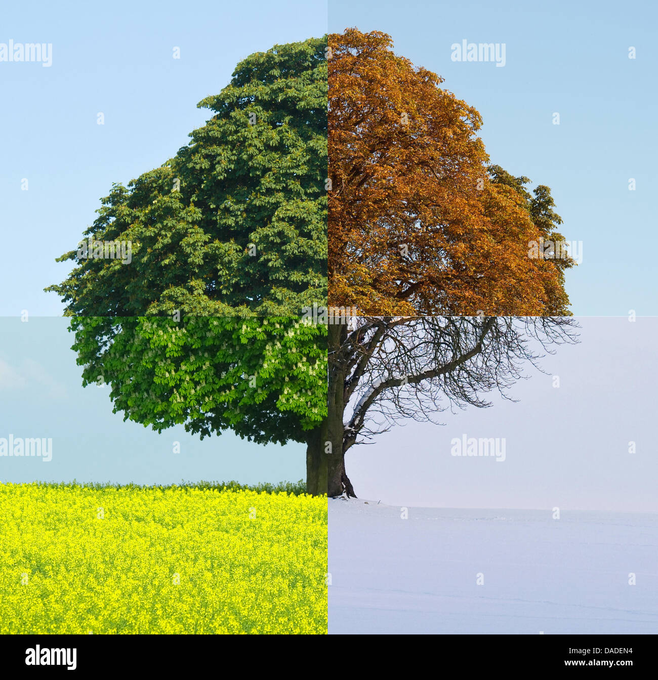 The picture montage shows the season changes on a chestnut tree on a ...