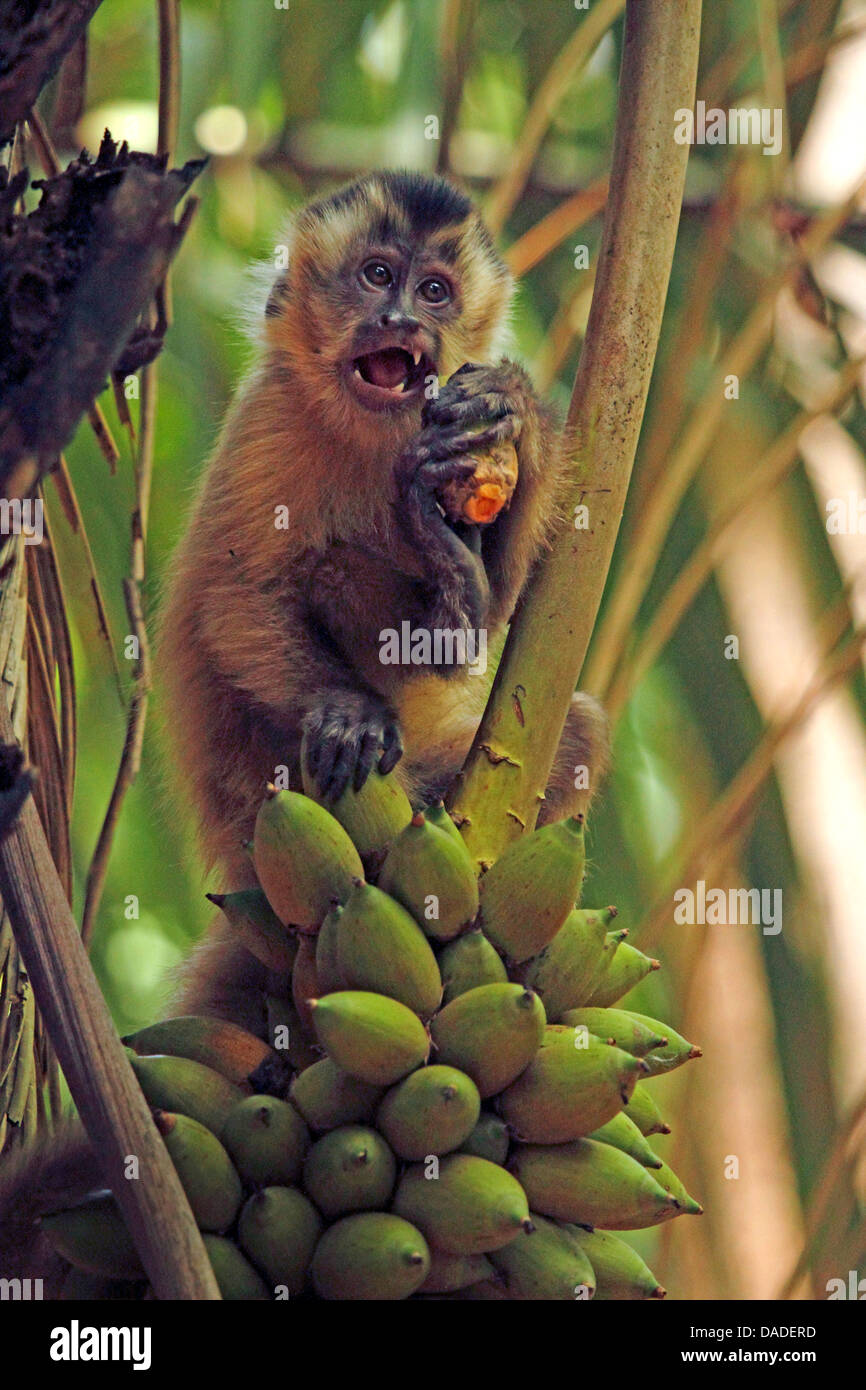 Matto grosso hi-res stock photography and images - Alamy