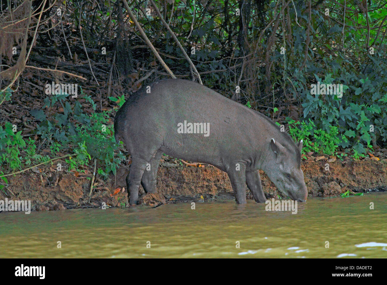 Brazilian tapir, South American tapir (Tapirus terrestris), drinking ...