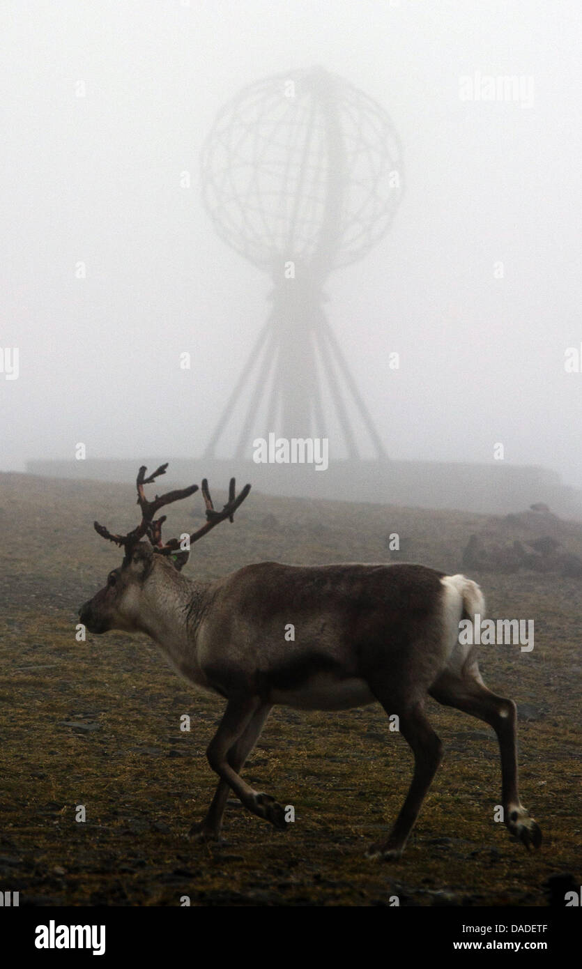 A reindeer bull stands on a cliff near the town of Olderfjord, around ...