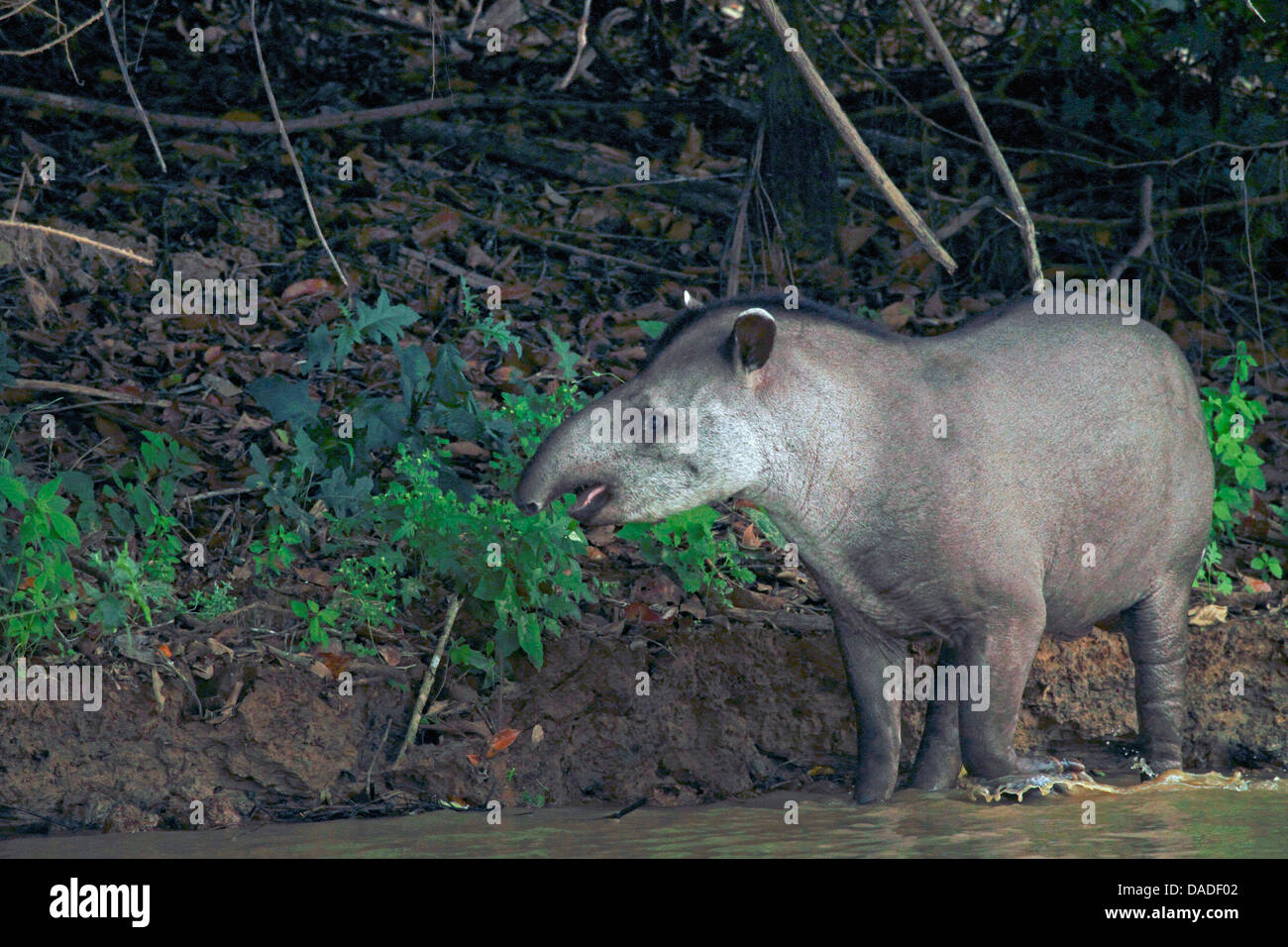 Brazilian tapir, South American tapir (Tapirus terrestris), standing at ...