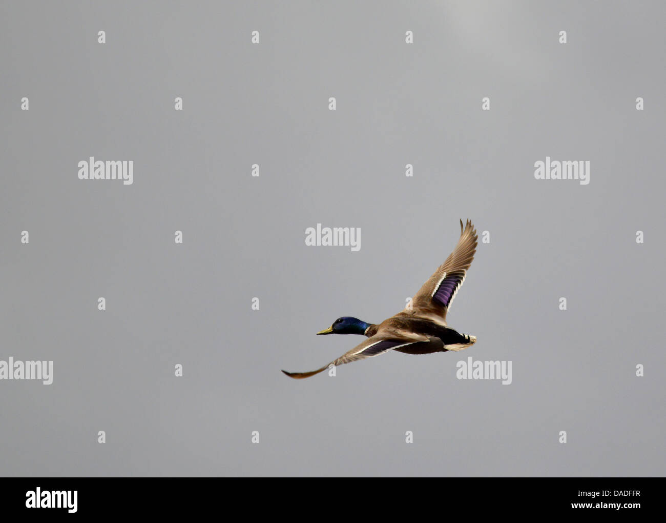Flying duck hi-res stock photography and images - Alamy