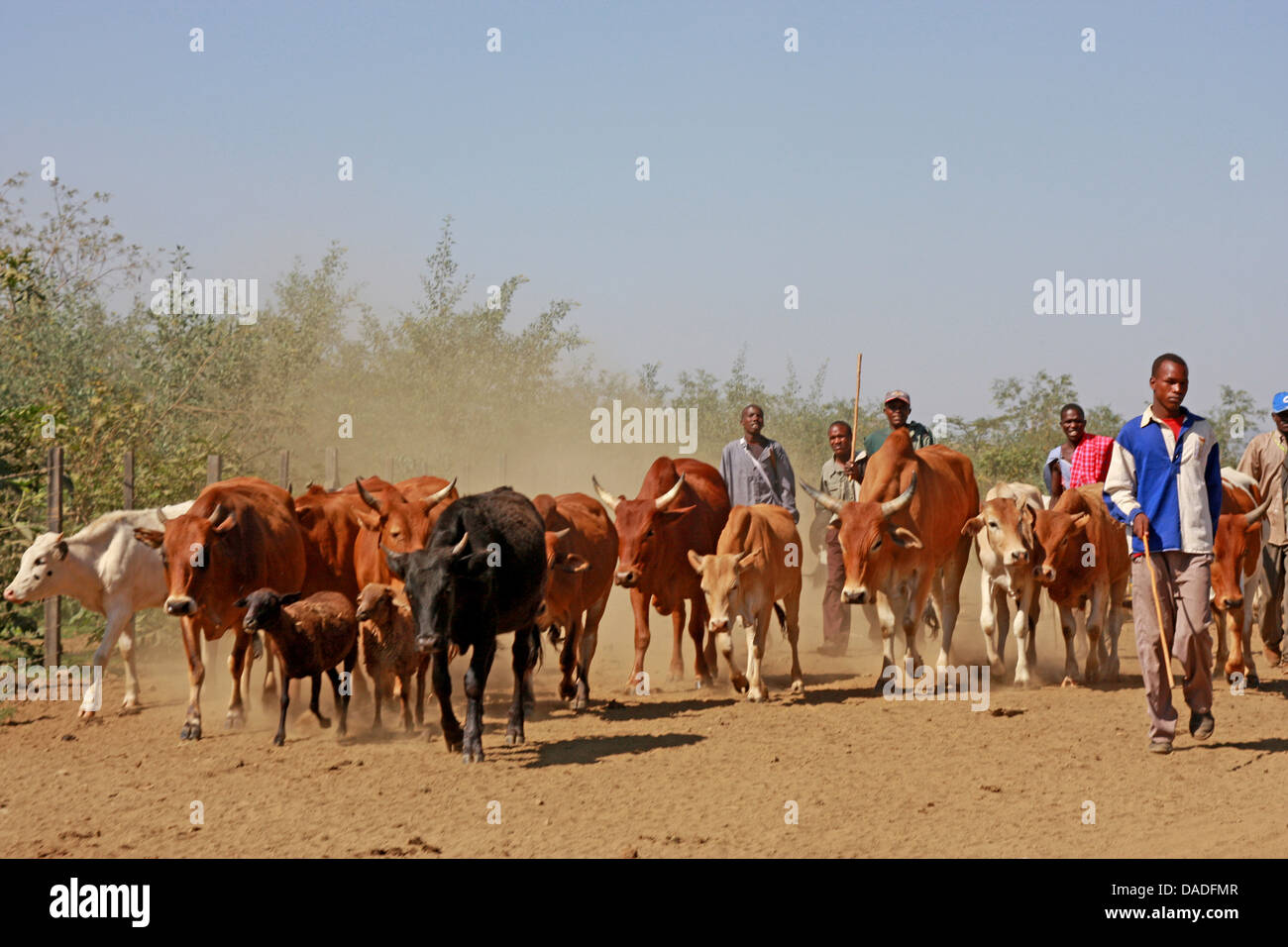 Kenya cattle tribe hi-res stock photography and images - Alamy