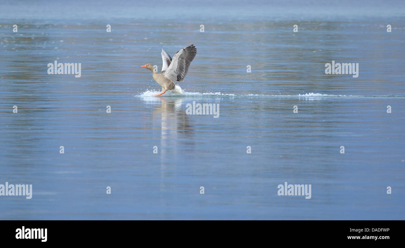 A goose coming in for a landing Stock Photo - Alamy