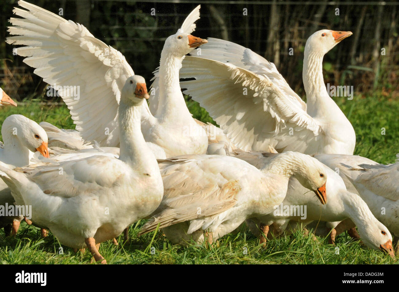 FILE - An archive picture dated 18 October 2011 shows St. Martin's and ...