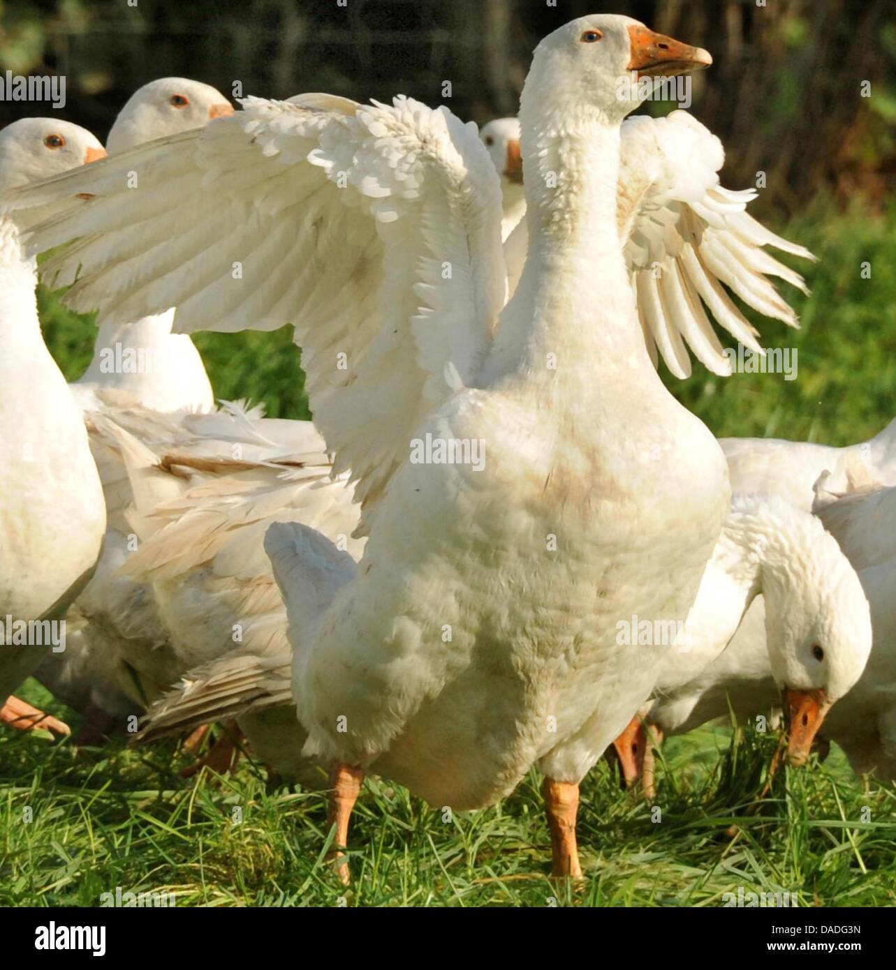 FILE - An archive picture dated 18 October 2011 shows St. Martin's and ...
